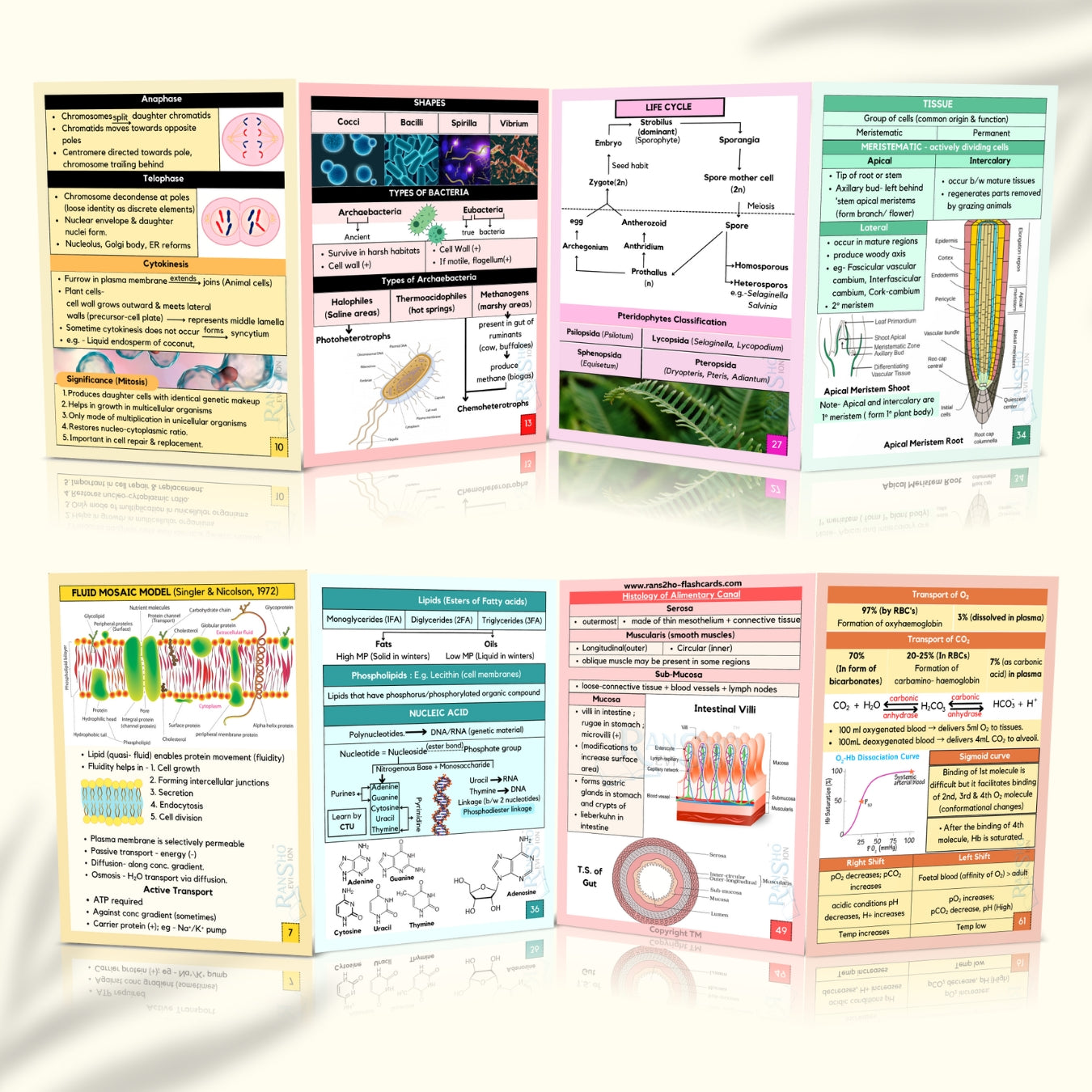 Biology Class 11th Best Short notes - Flashcards | Ransho Revision